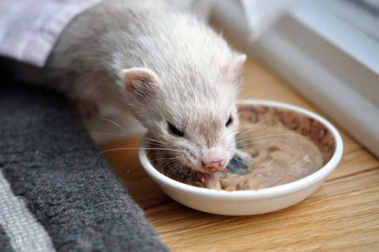 Ferrets as Pets - For the Care and Love of your Pet