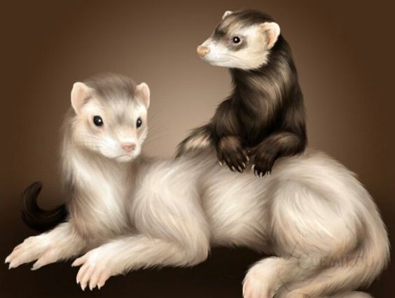 Ferrets as Pets - For the Care and Love of your Pet